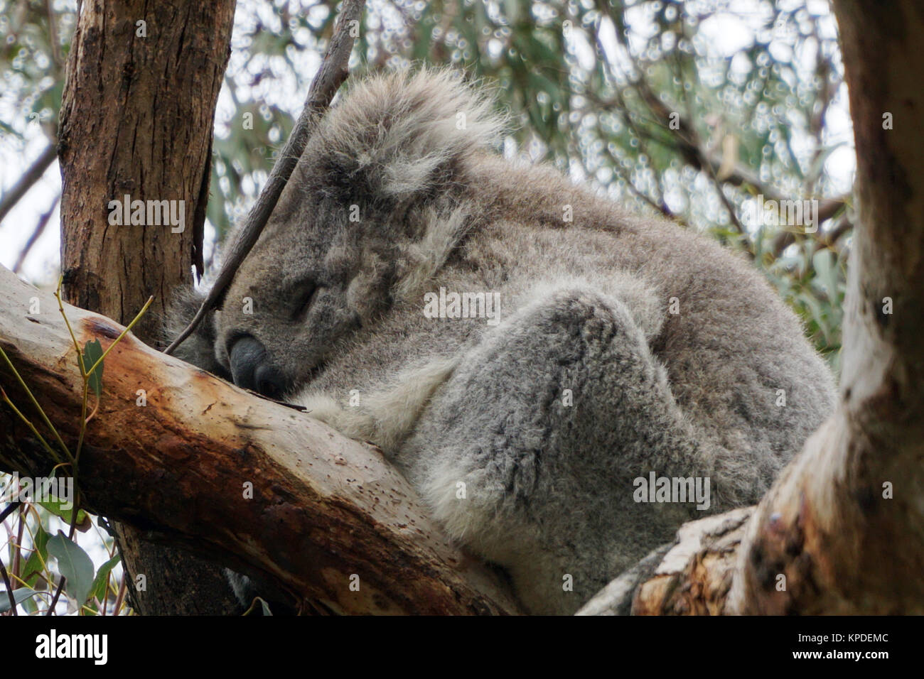 Australian Koala Bear Stock Photo - Alamy