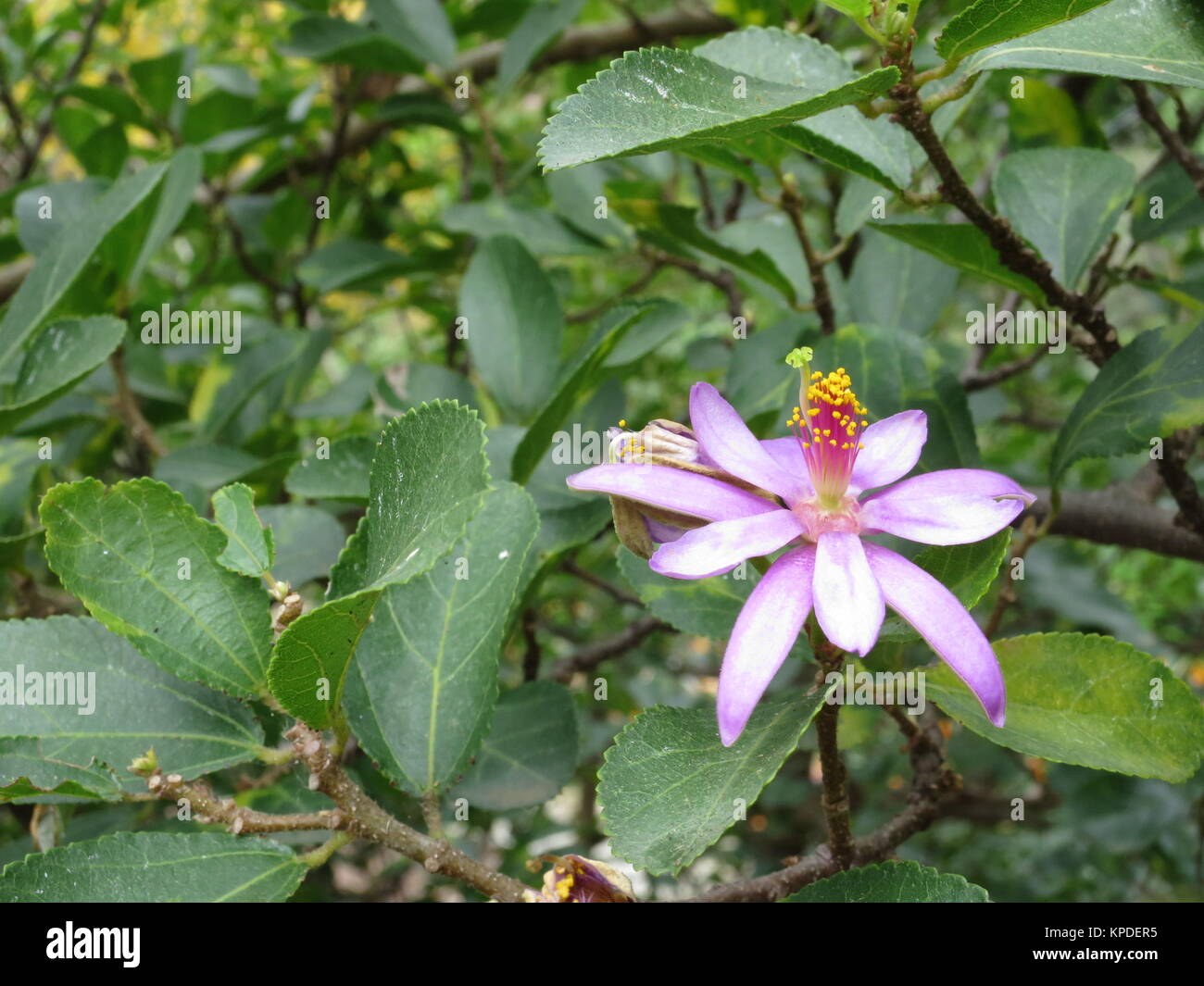 lavender star flower (grewia occidentalis Stock Photo - Alamy