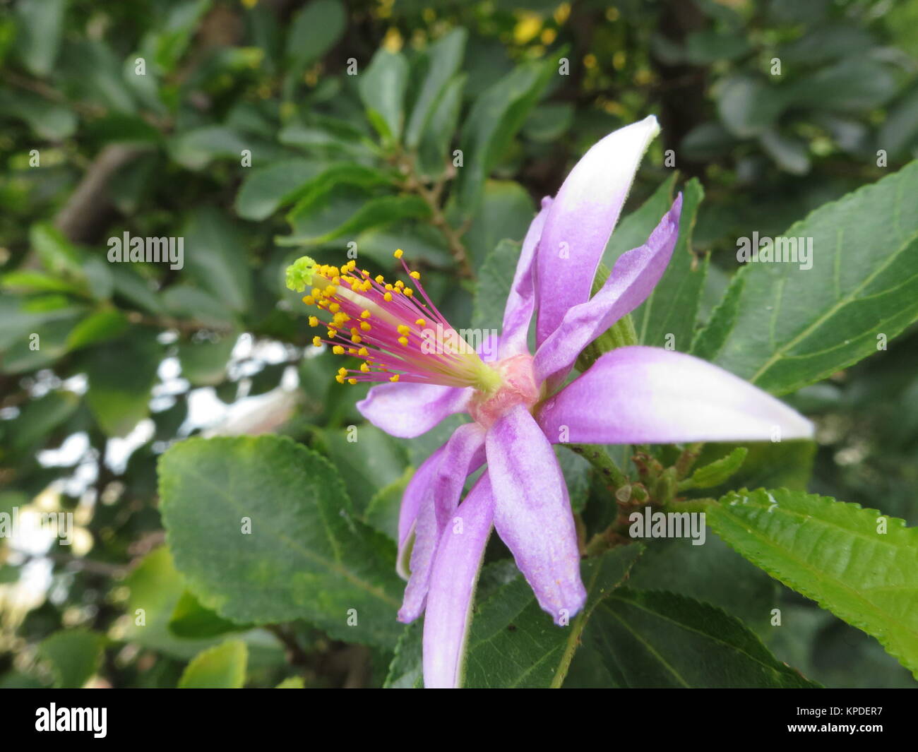 lavender star flower (grewia occidentalis Stock Photo - Alamy