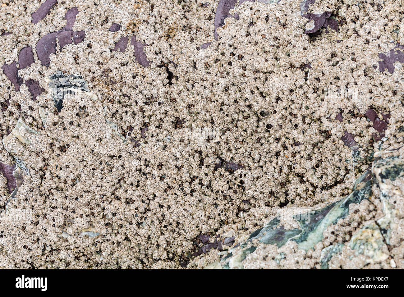 Barnacles growing on rocks at the coast in Cornwall, UK below the high ...