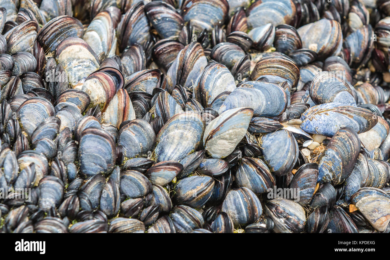 Mussels - bi valves growing in beds on rocks on the UK coast Stock ...