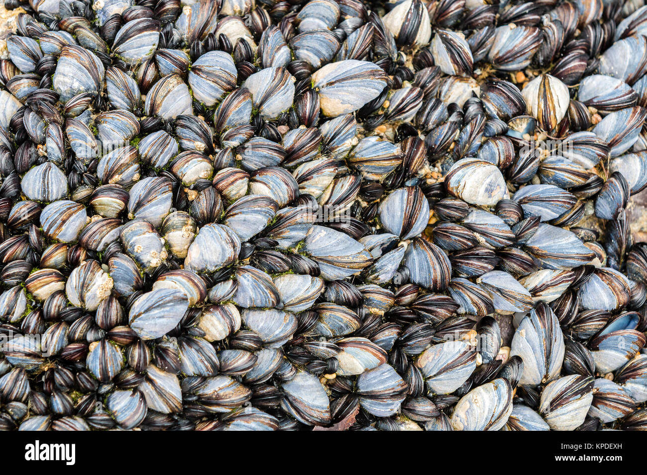 Mussels growing on rocks above the low water mark on the coast of ...