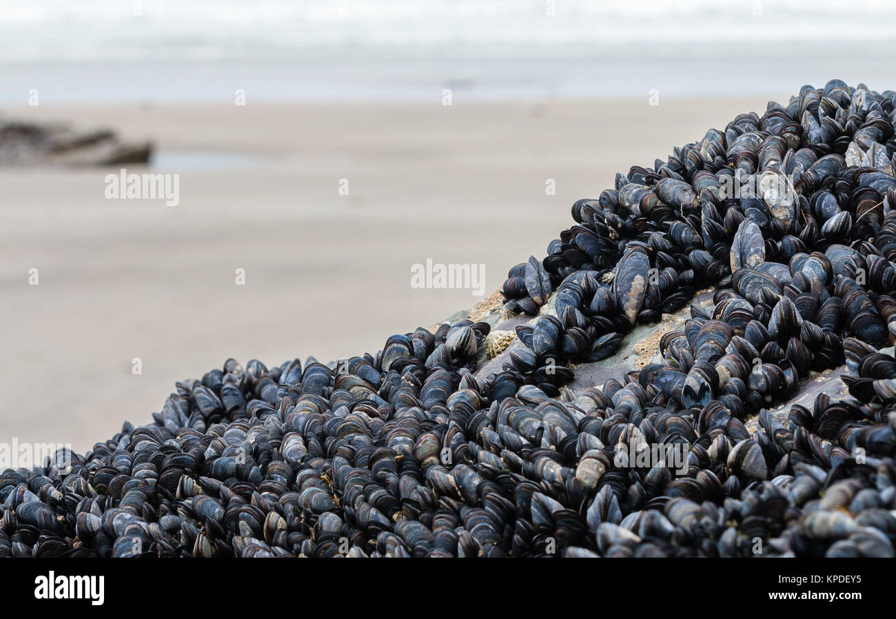 Mussels growing on rocks above the beach on the Cornwall coast of ...