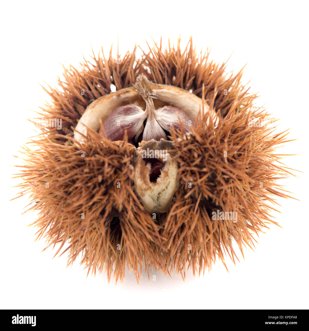 Chestnuts with shell Stock Photo - Alamy