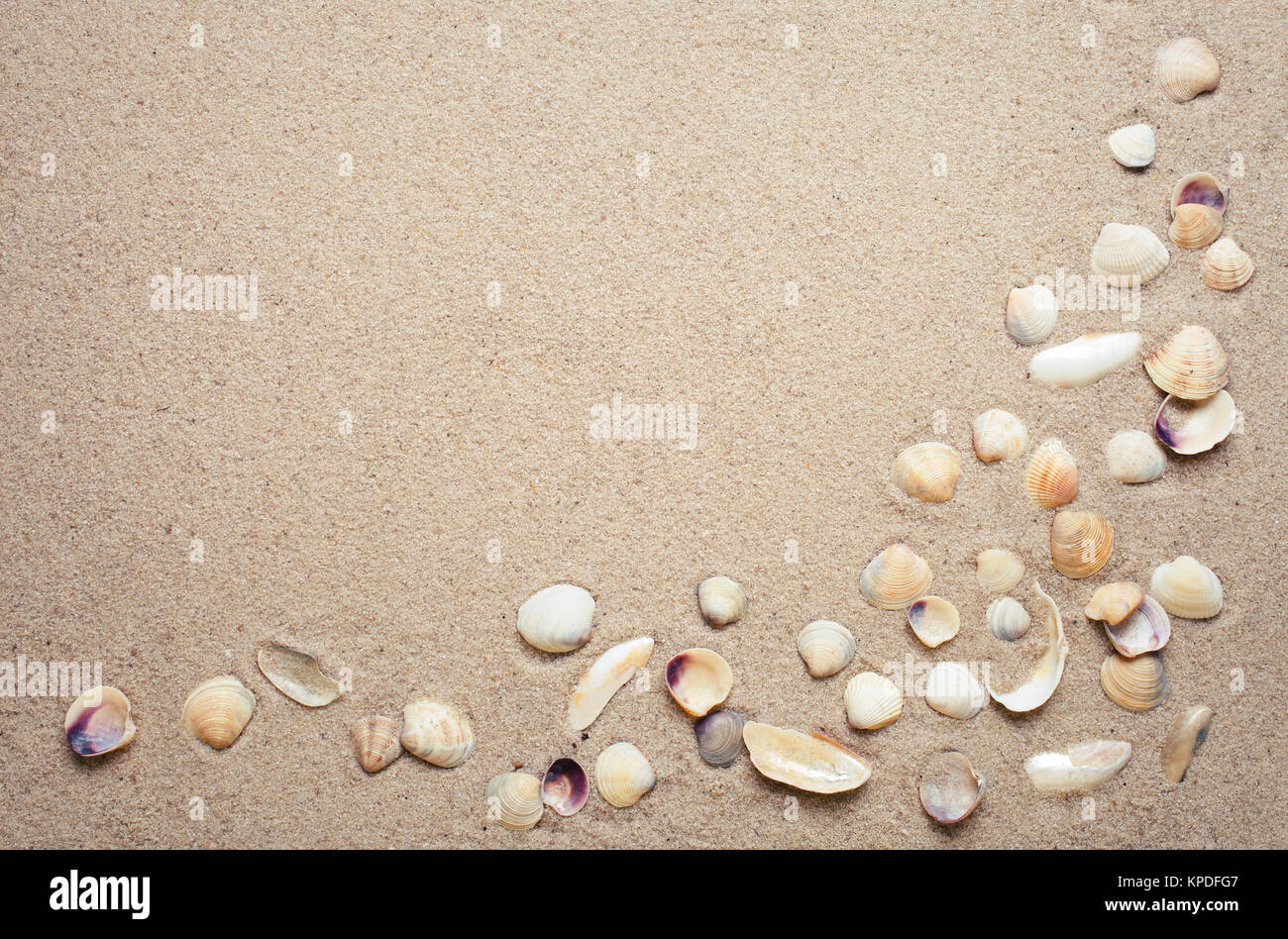 Sea shells on sand Stock Photo - Alamy
