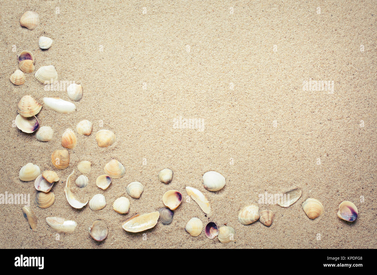 Sea shells on sand Stock Photo - Alamy