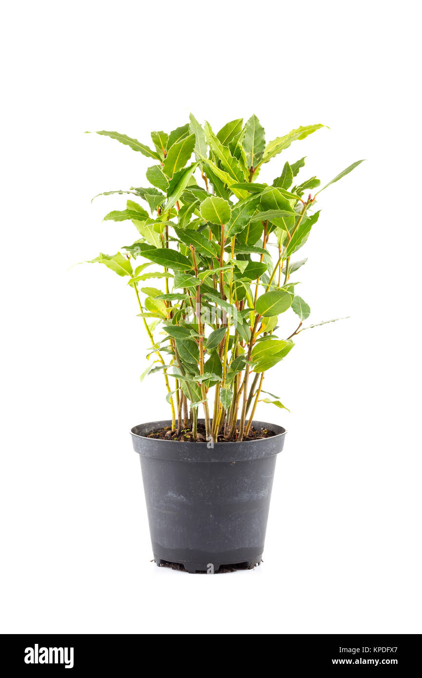 Bay tree topiary Cut Out Stock Images & Pictures - Alamy