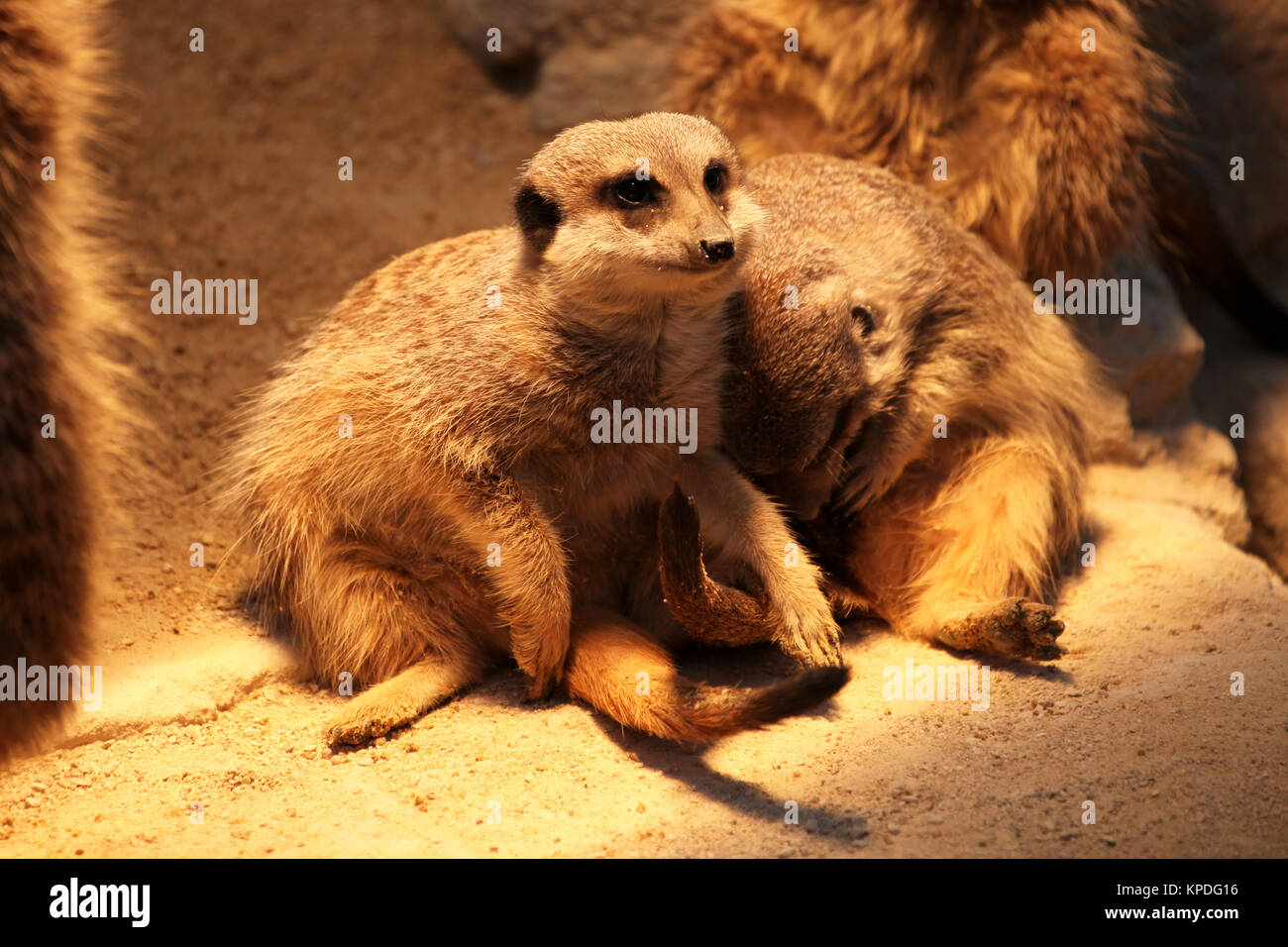 very relaxed meerkat Stock Photo - Alamy
