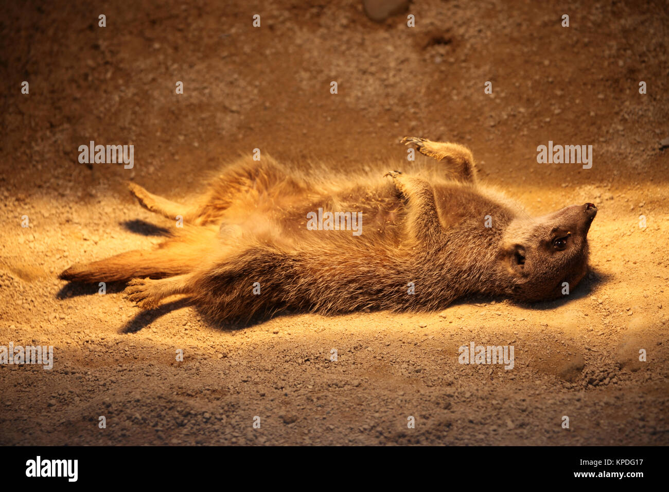 very relaxed meerkat Stock Photo - Alamy