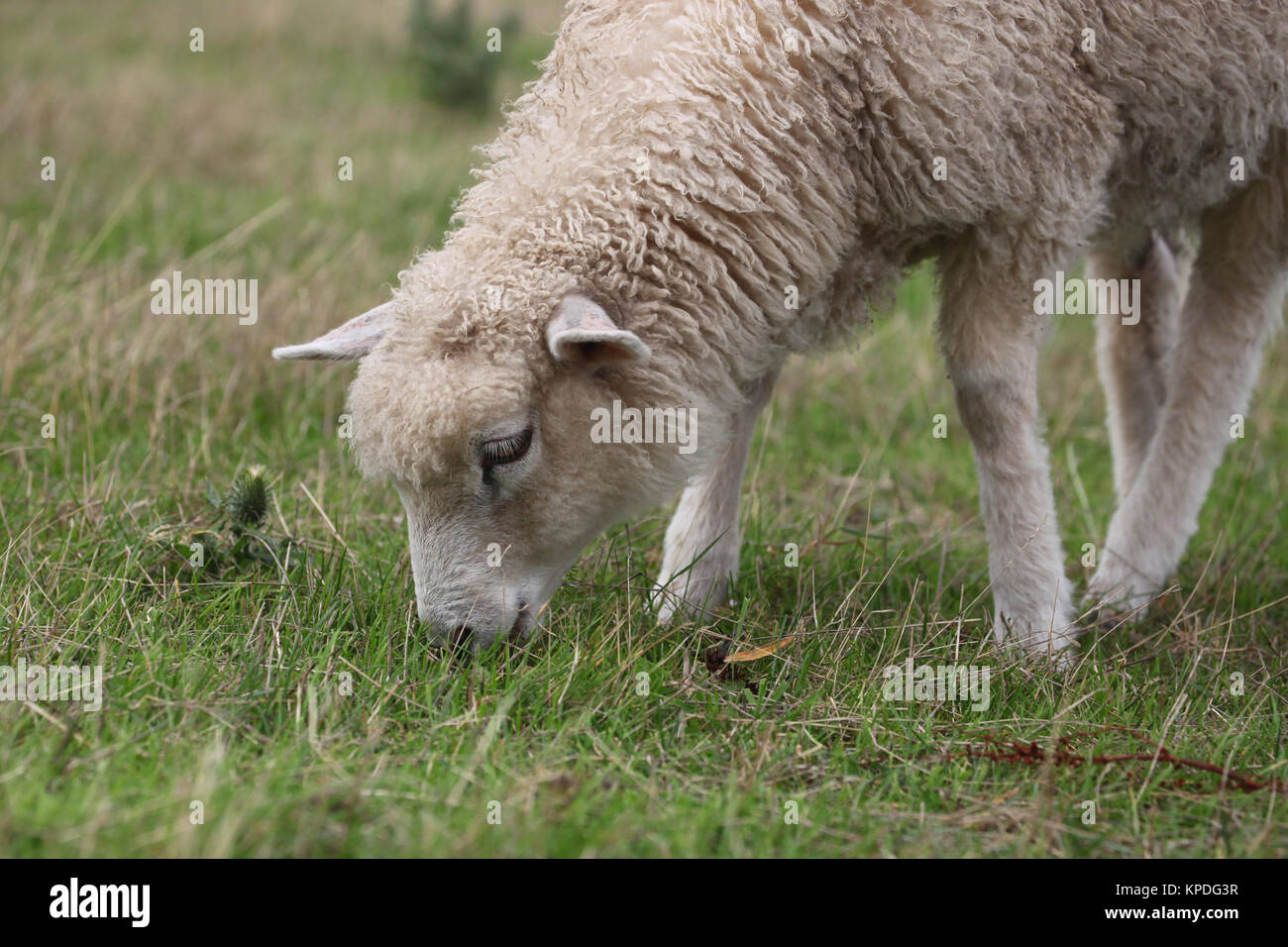 Wool mutton hi-res stock photography and images - Alamy