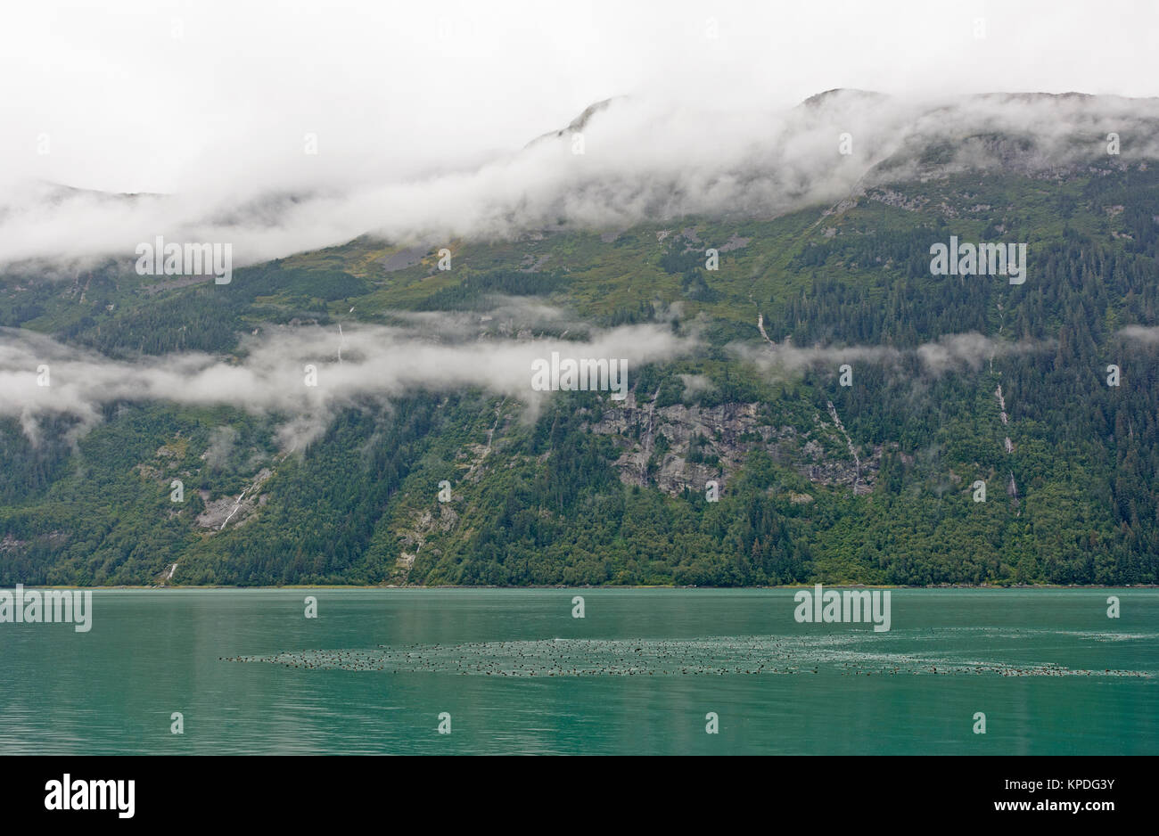 Coastal Fjord in the Fog in the Lynn Canal Near Haines, Alaska Stock ...