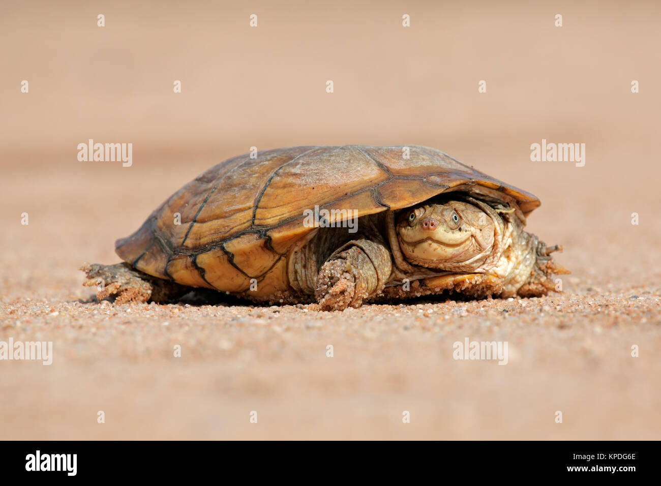 African helmeted turtle hi-res stock photography and images - Alamy