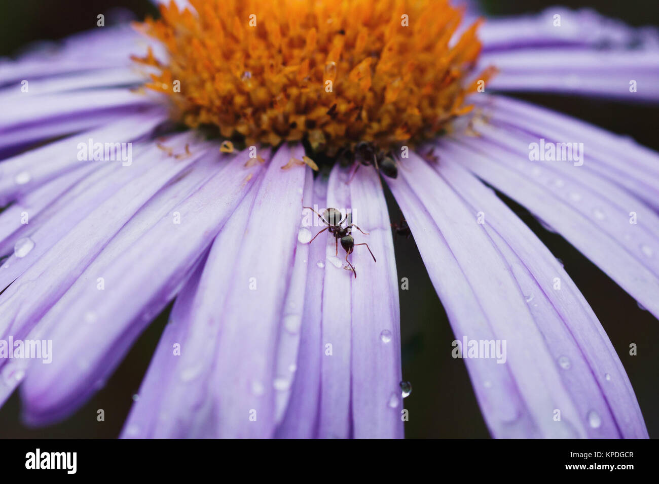 ant sits on a beautiful purple daisy Stock Photo - Alamy