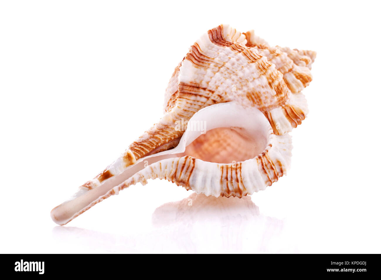 Sea shell isolated on white background Stock Photo - Alamy