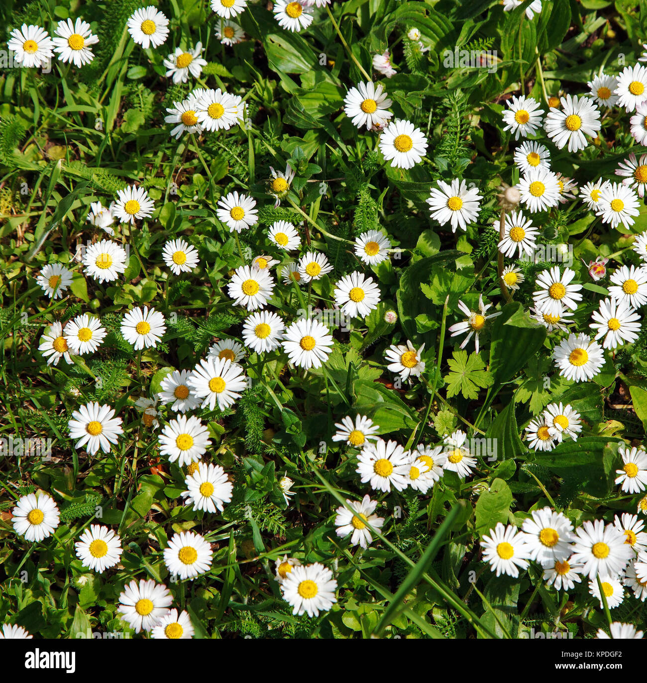 summer daisy field Stock Photo - Alamy