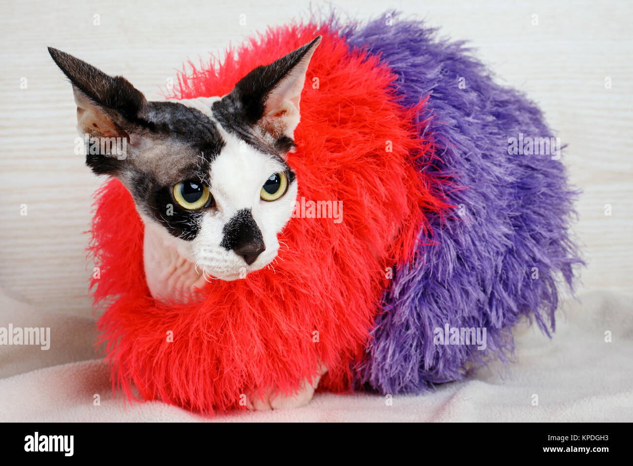 Sphynx cat wearing red and purple pullover Stock Photo - Alamy