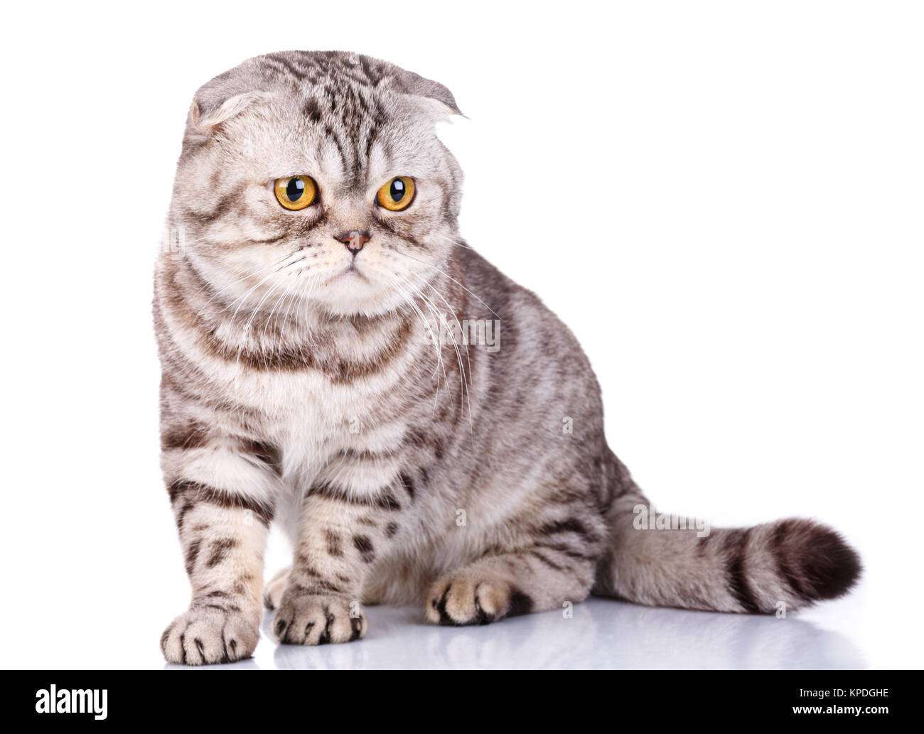 Scottish fold cat bicolor stripes on white background Stock Photo - Alamy