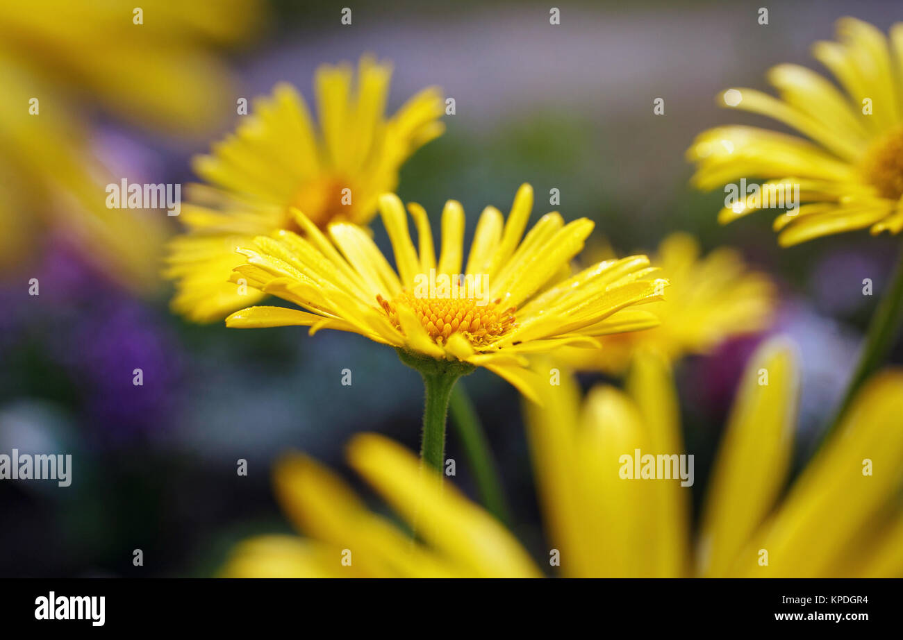 beautiful yellow daisies Stock Photo - Alamy