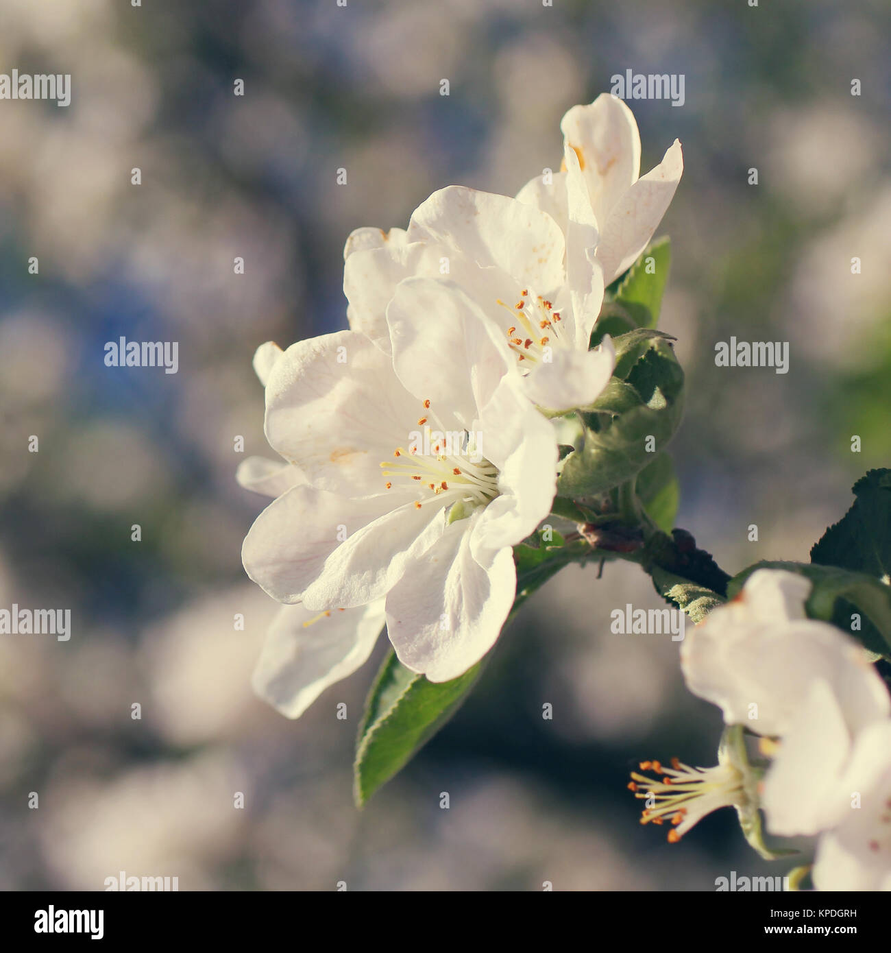 white flowers blooming on branch Stock Photo - Alamy