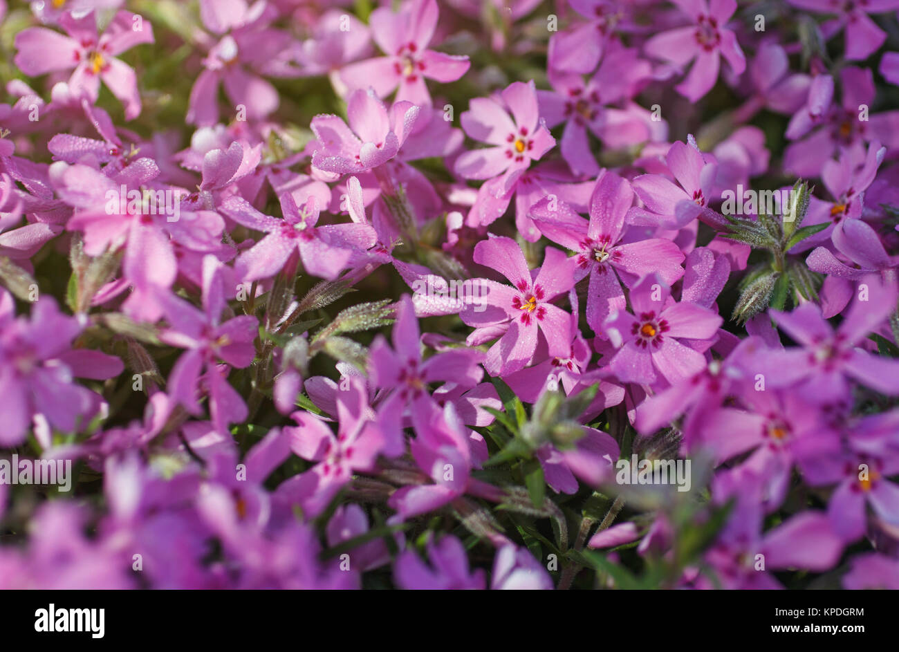 Pelargonium geranium group bright cerise pink flowers Stock Photo - Alamy