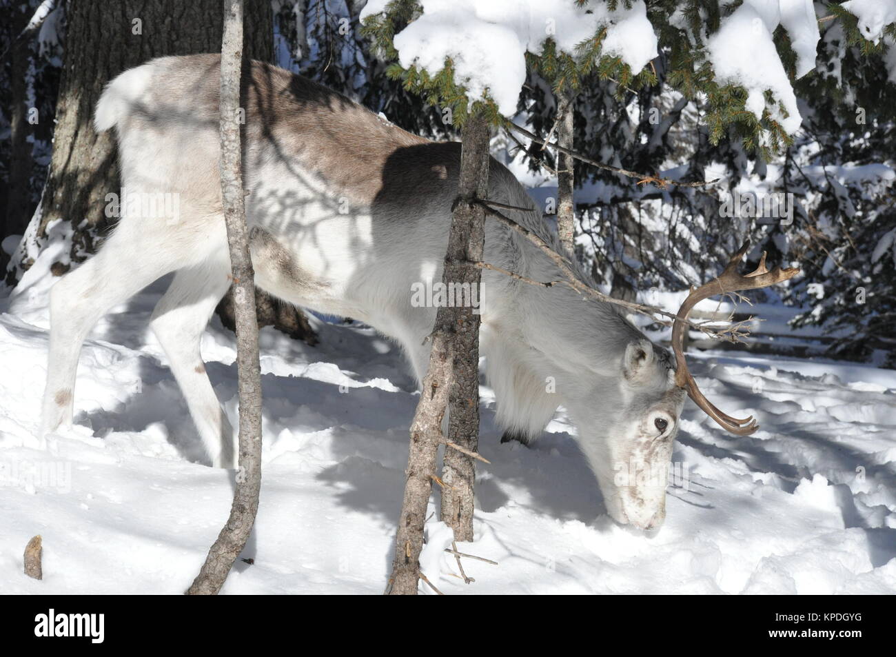 Reindeer in winter Stock Photo - Alamy