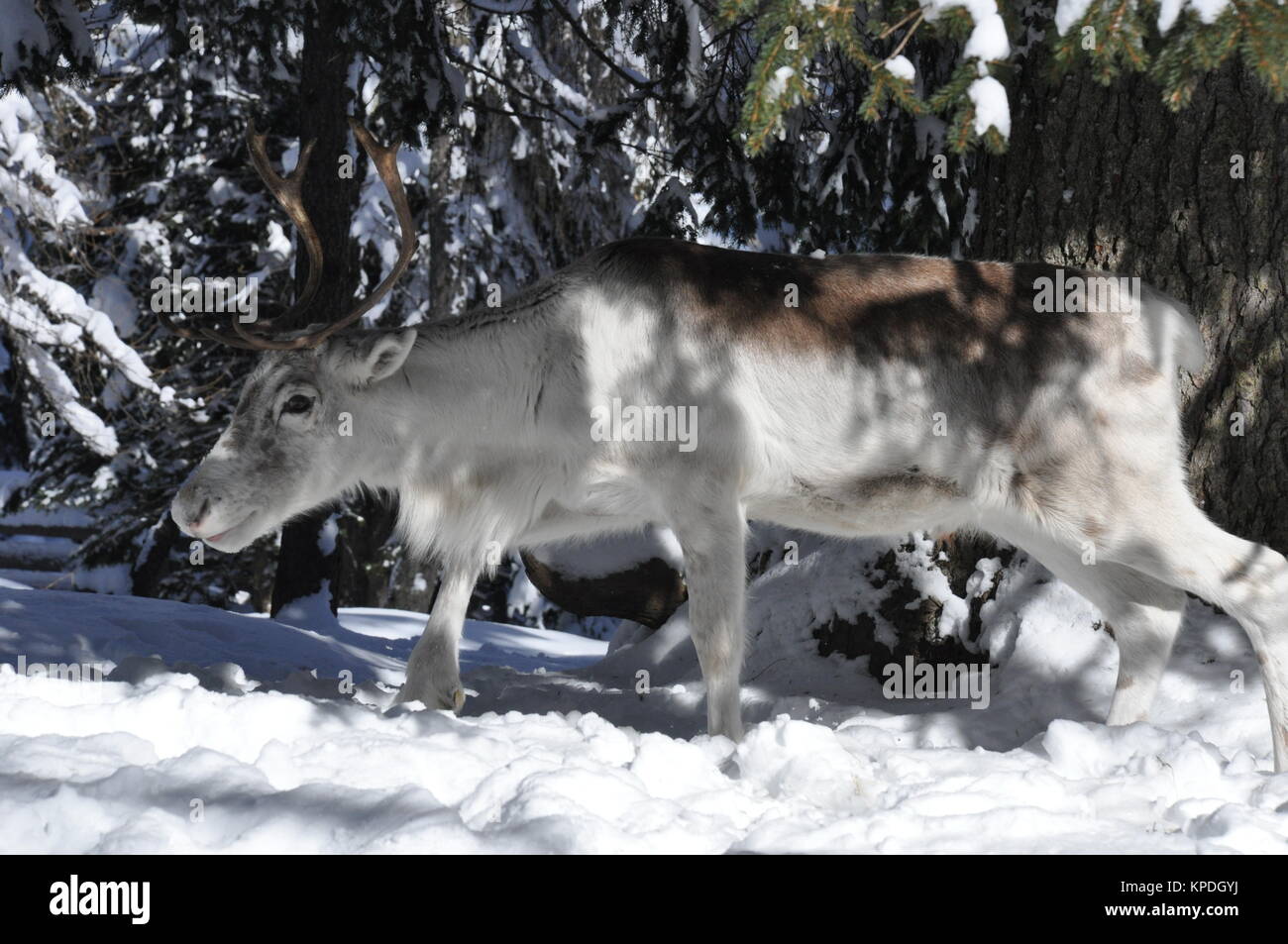 reindeer in winter Stock Photo - Alamy