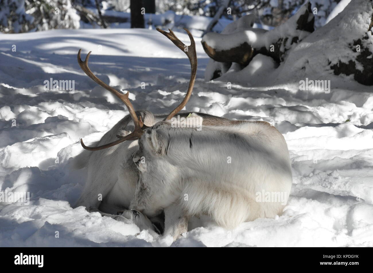 Reindeer in winter Stock Photo - Alamy