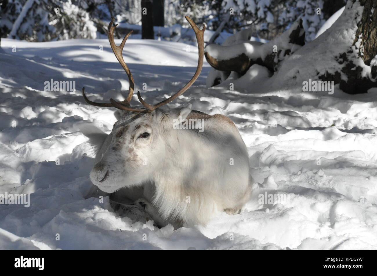 Reindeer in winter Stock Photo - Alamy