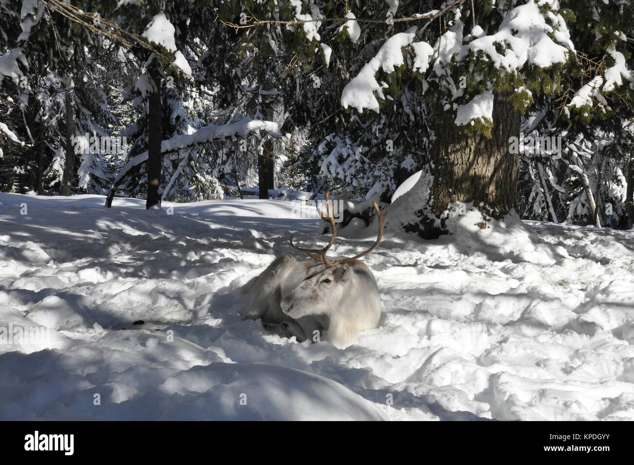 Reindeer calf snow hi-res stock photography and images - Alamy