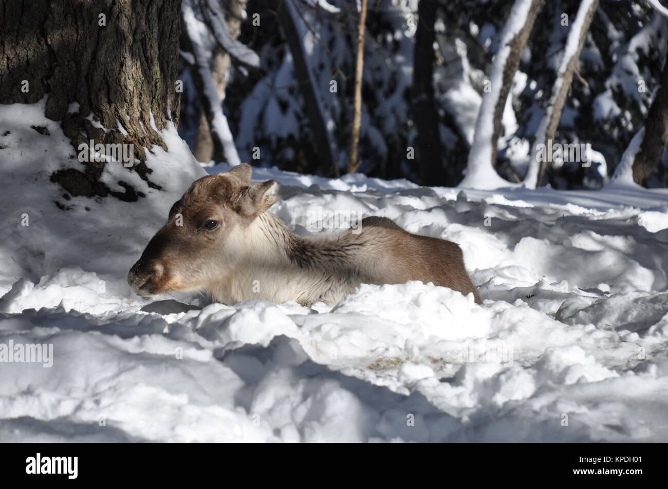 reindeer in winter Stock Photo - Alamy