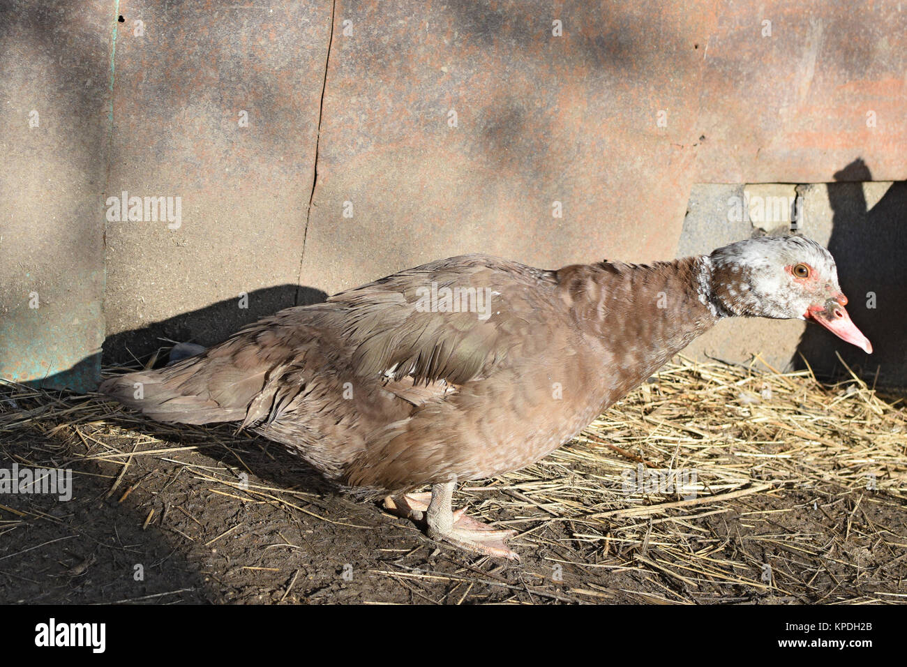 The musky duck Stock Photo - Alamy