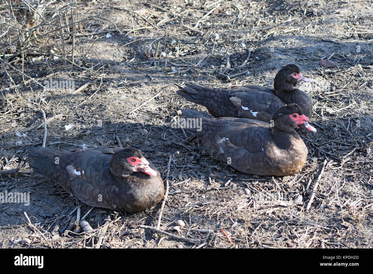 The musky duck Stock Photo - Alamy