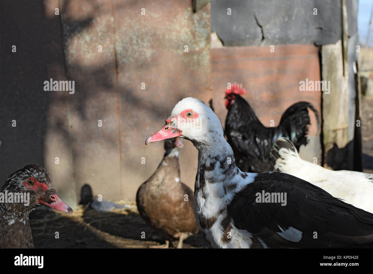 Duck hatchery hi-res stock photography and images - Alamy