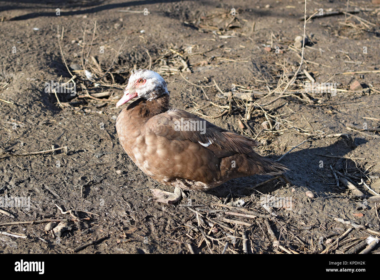 The musky duck Stock Photo - Alamy