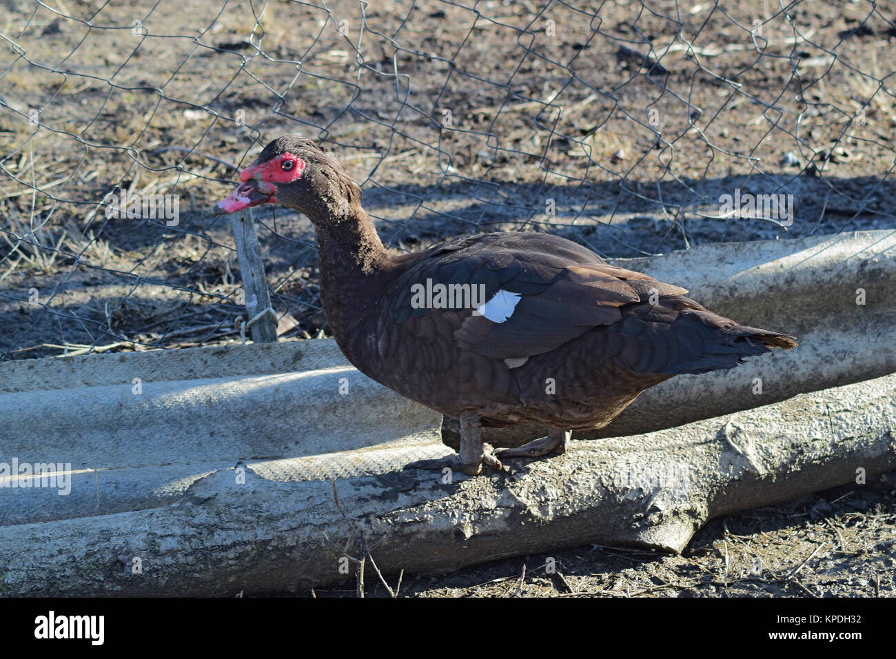 The musky duck Stock Photo - Alamy