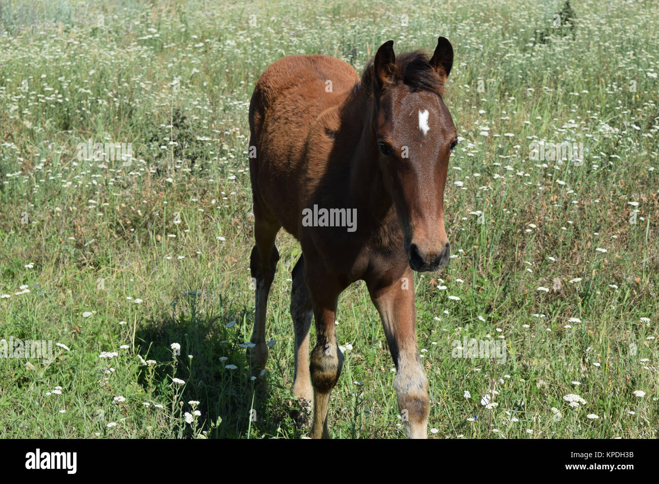 Horse head meat hi-res stock photography and images - Alamy