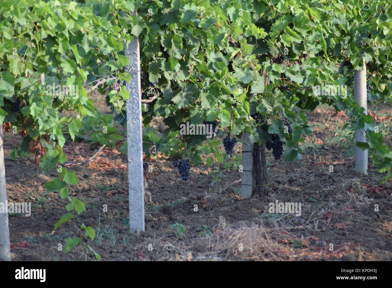 The grape gardens Stock Photo - Alamy