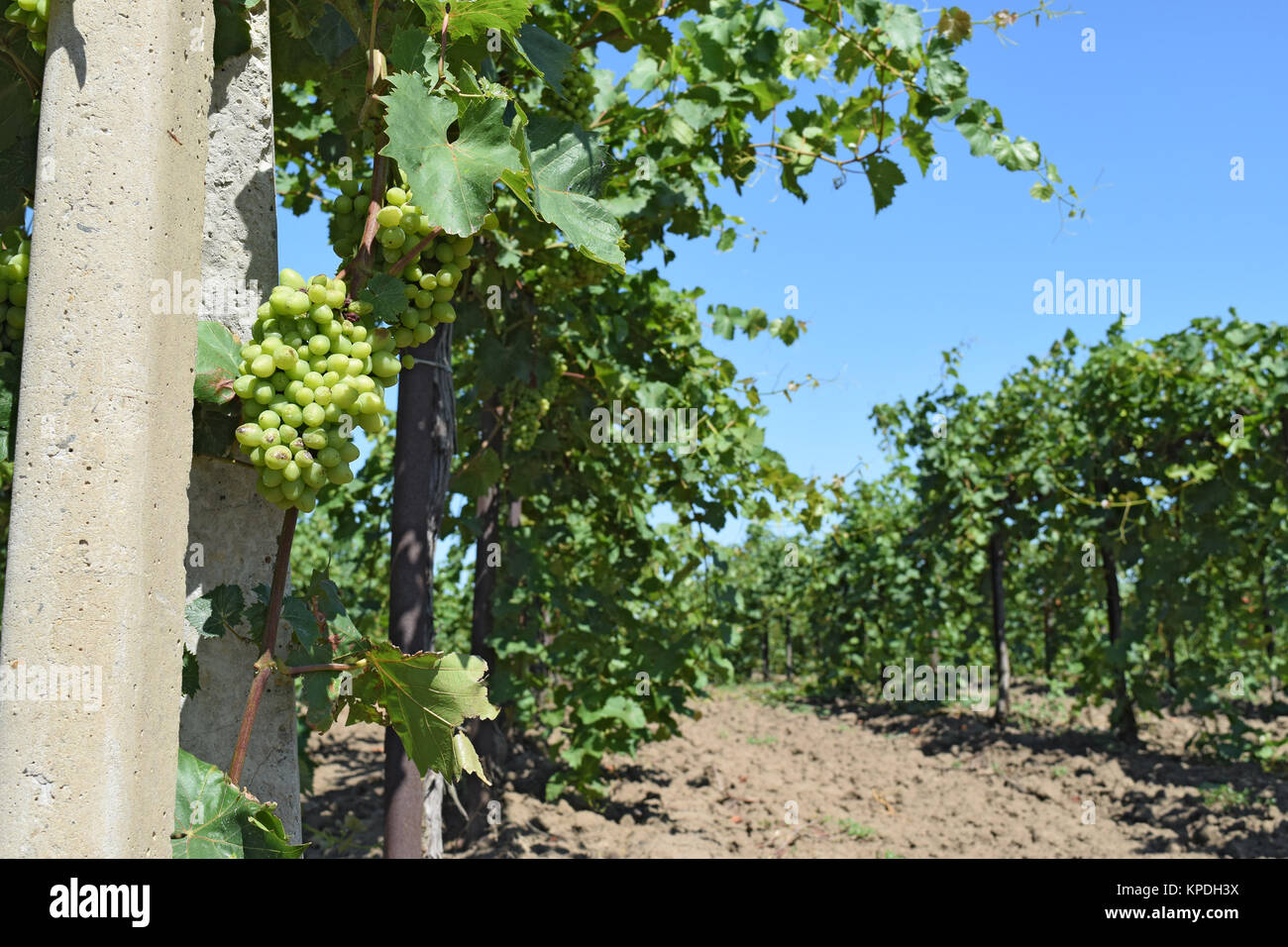 The grape gardens Stock Photo - Alamy