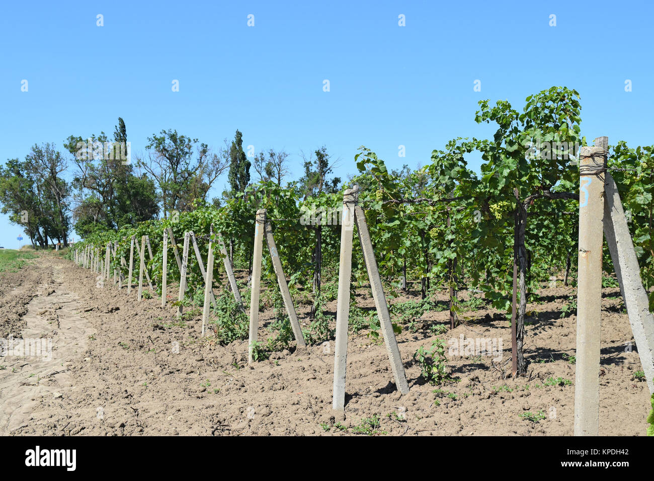 The grape gardens Stock Photo - Alamy