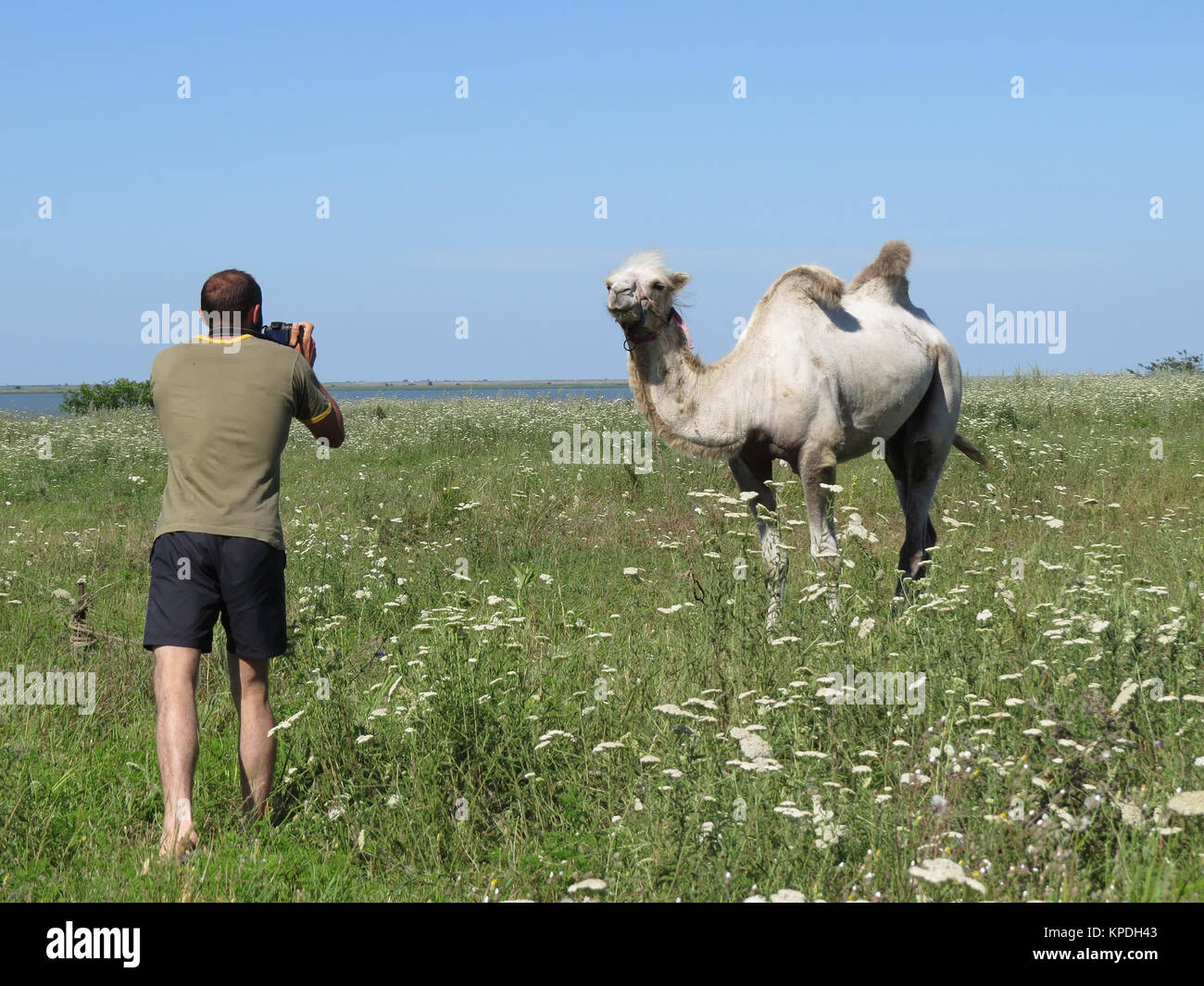 Man photographing a camel Stock Photo - Alamy