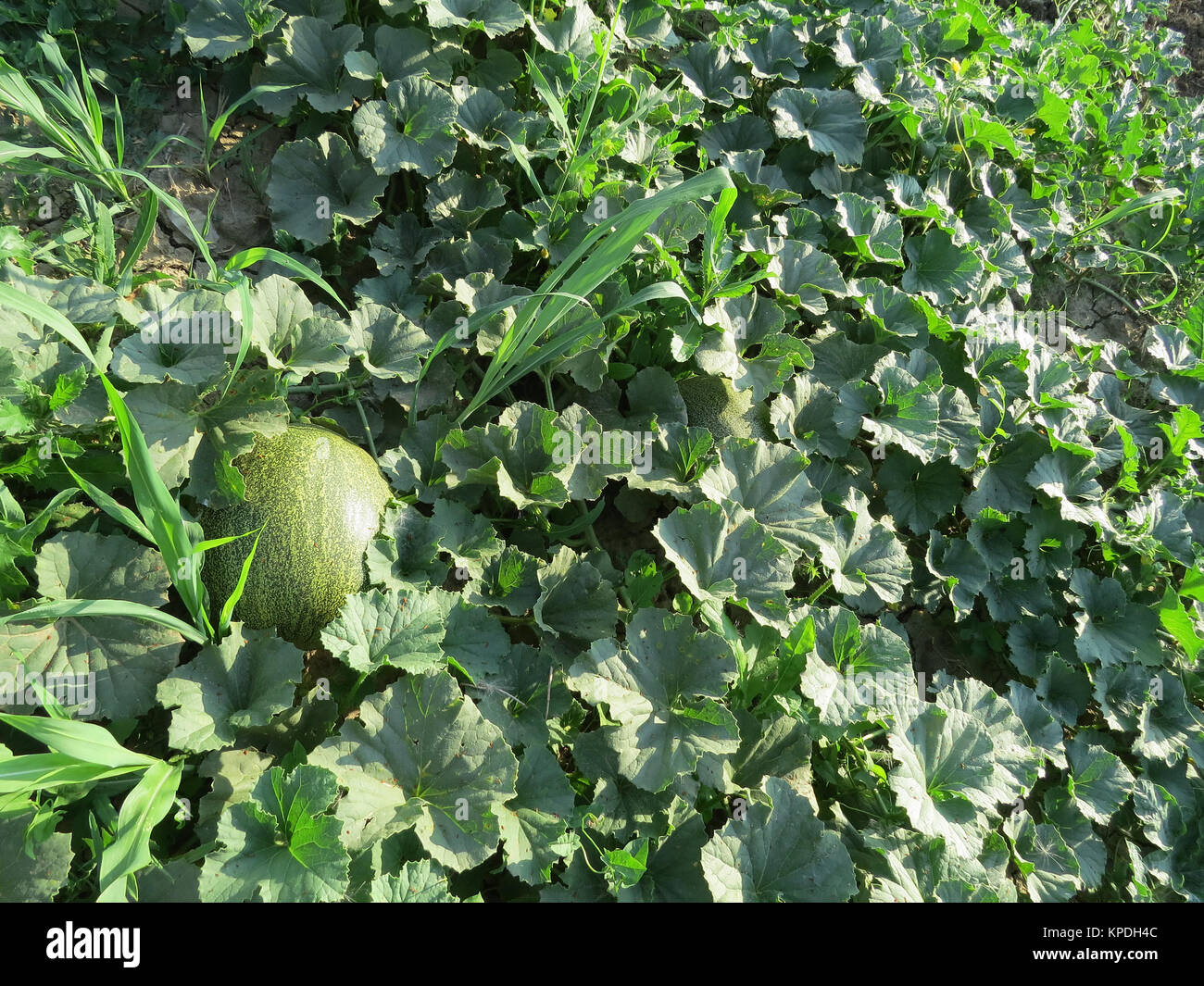 The growing melon in the field Stock Photo - Alamy