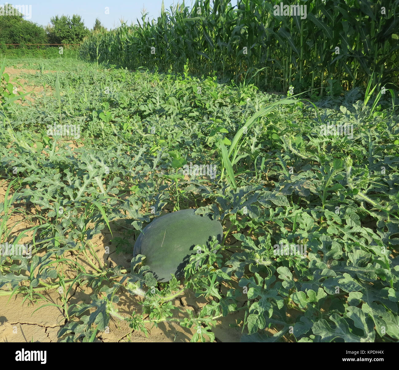 The growing melon in the field Stock Photo - Alamy