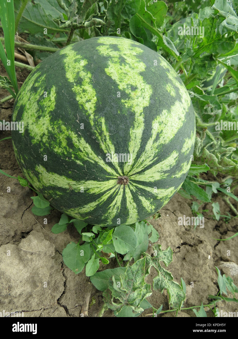 The growing water-melon in the field Stock Photo - Alamy