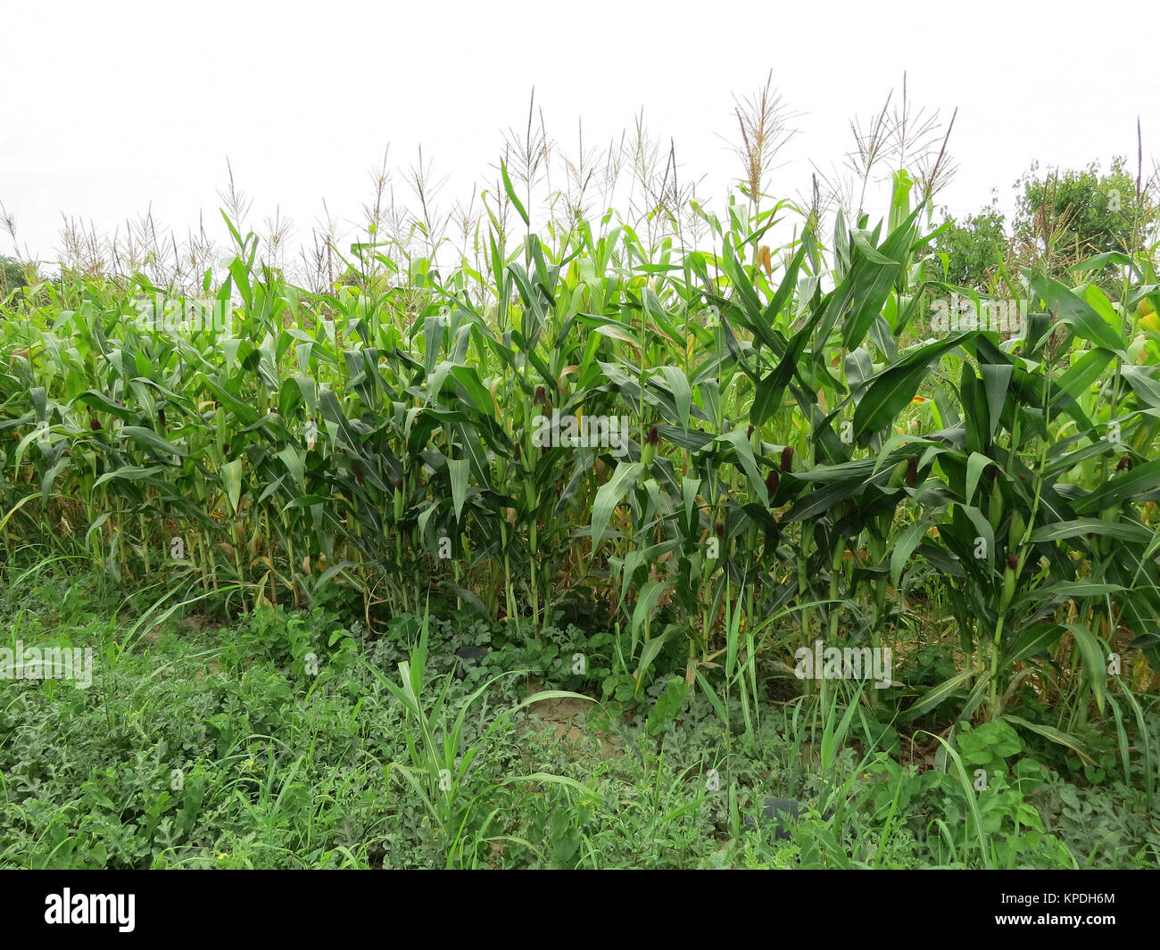 The Corn field Stock Photo - Alamy