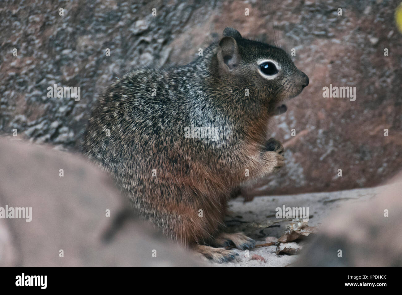 Squirrel in zion national park hi-res stock photography and images - Alamy