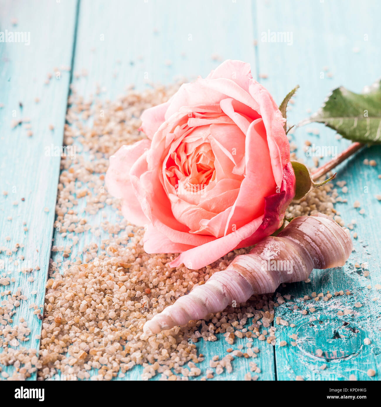 Single rose with a seashell and scattered beach sand on rustic blue ...