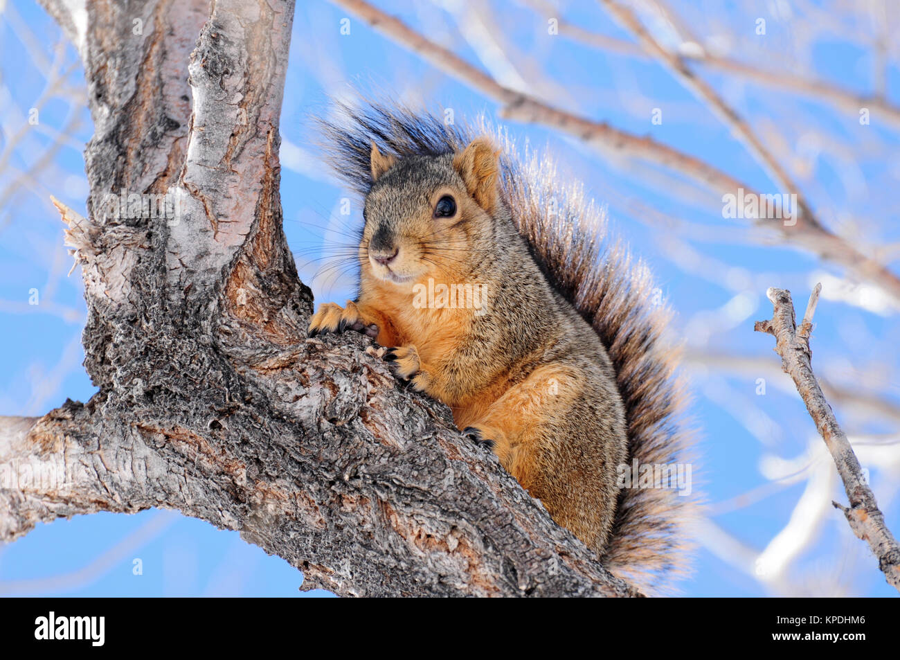 Winter Tree Squirrel - A squirrel resting in a tree on a windy Winter ...