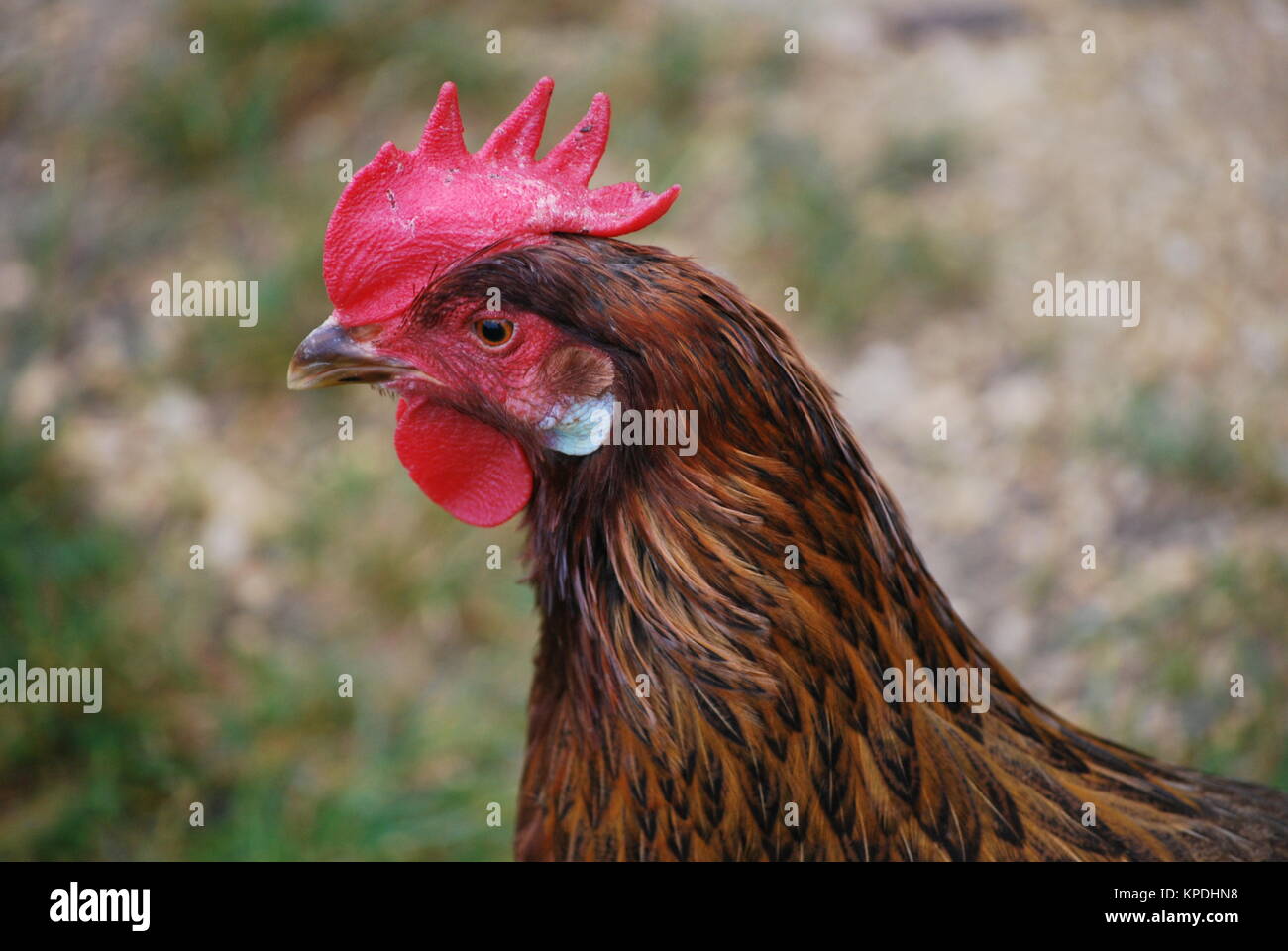Italian hen hi-res stock photography and images - Alamy