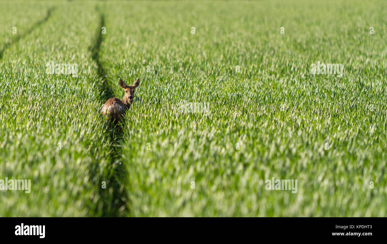 Deer stands in the field and looks back Stock Photo - Alamy