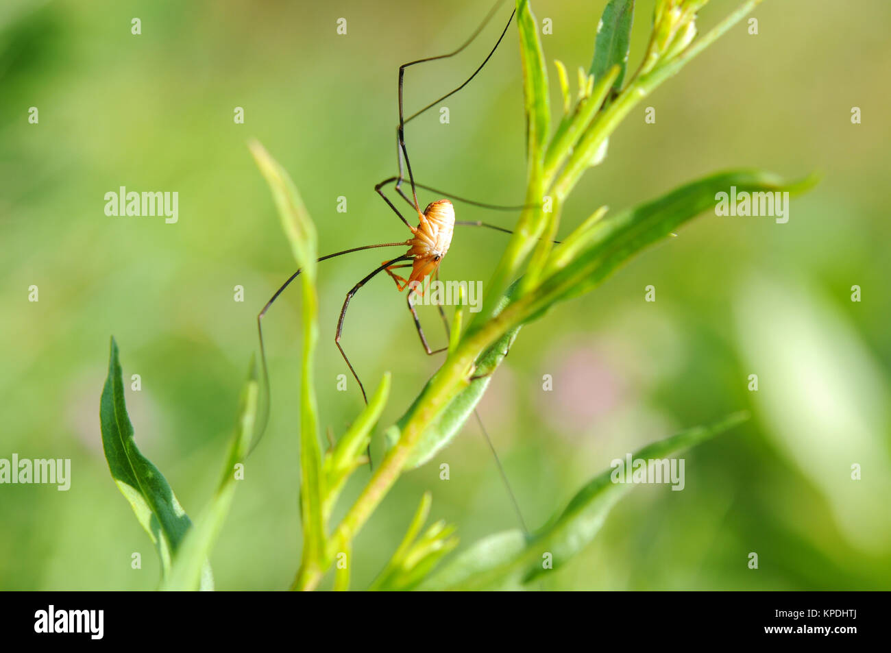 Daddy Long-legs Spider - Bottom view of a daddy long-legs spider (also ...